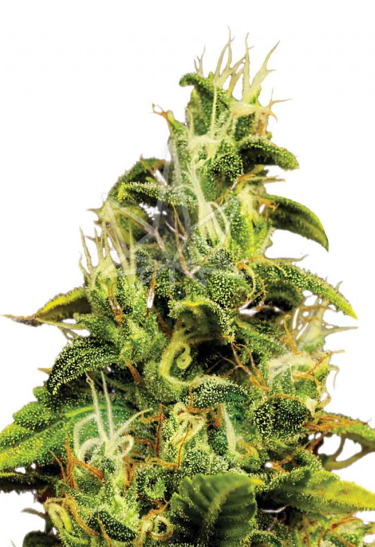 AK 47 Feminized Marijuana Seeds | Sonoma - Vancoast Seeds