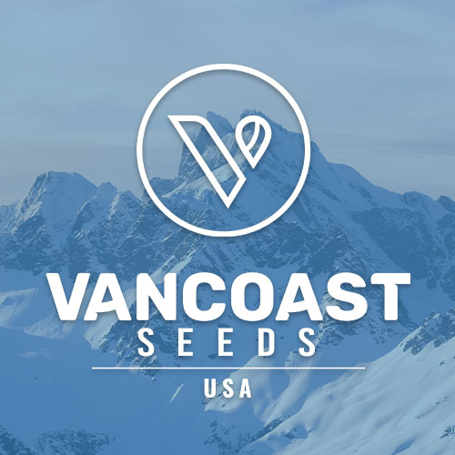 Platinum OG Feminized Marijuana Seeds | Beaver - Vancoast Seeds