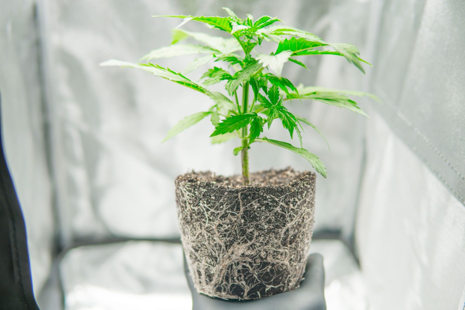 When and How to Transplant Your Cannabis Plant: What Growers Need to ...