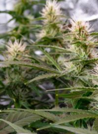 GG #4 Strain Feminized Marijuana Seeds - Vancoast Seeds - Wholesale ...