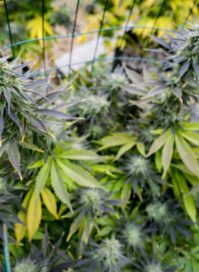 GG #4 Strain Feminized Marijuana Seeds - Vancoast Seeds - Wholesale ...