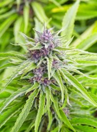 Blue Diesel Strain Autoflower Marijuana Seeds - Vancoast Seeds ...