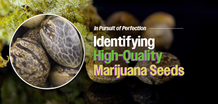 In Pursuit of Perfection: Identifying High-Quality Marijuana Seeds ...
