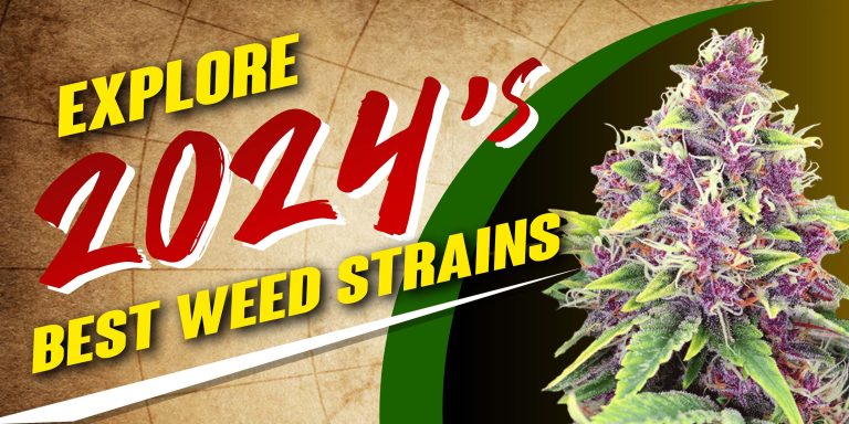 Explore 2024's Best Weed Strains - Vancoast Seeds - Wholesale Marijuana Seeds Store